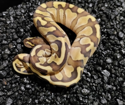 Unknown Soldier (Snow) Ball Python by Young Reptile Company - MorphMarket