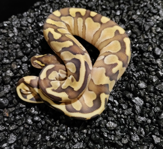 Enchi Lesser Ball Python by Young Reptile Company