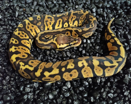 Acid Pastel YellowBelly 50% Het Pied Ball Python by Young Reptile Company