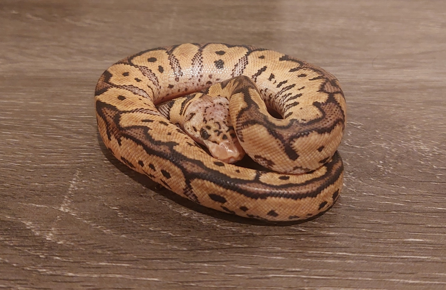 Pastel Clown Ball Python by Young Reptile Company - MorphMarket