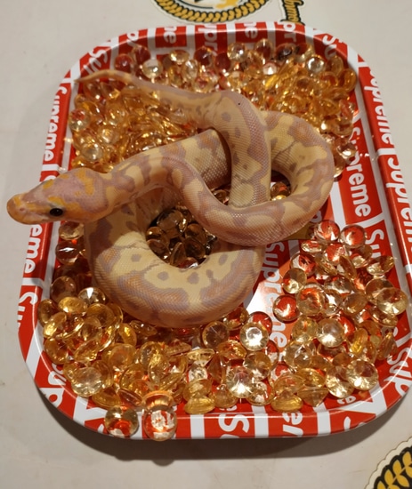 Clown Orange Dream Yellowbelly Banana Ball Python by Young Reptile Company