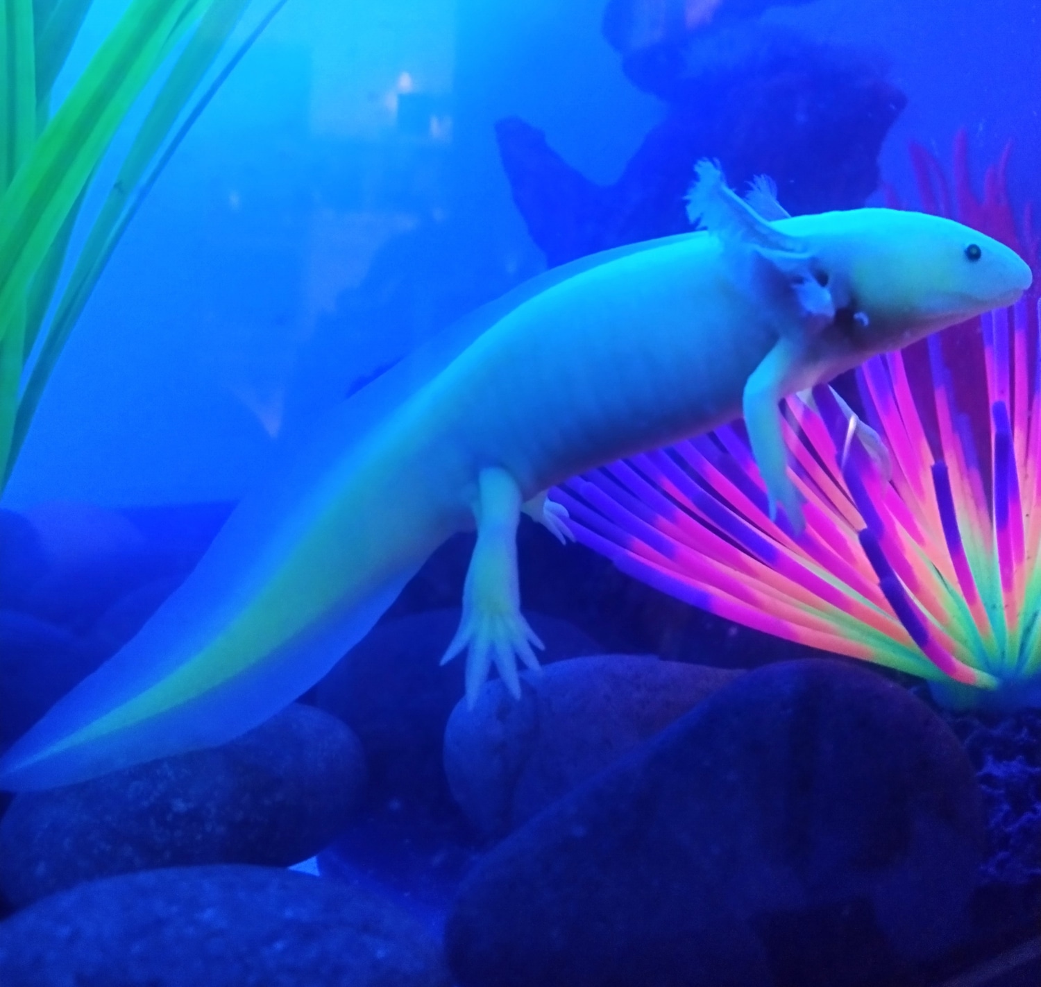 Leucistic GFP Axolotl by Young Reptile Company - MorphMarket