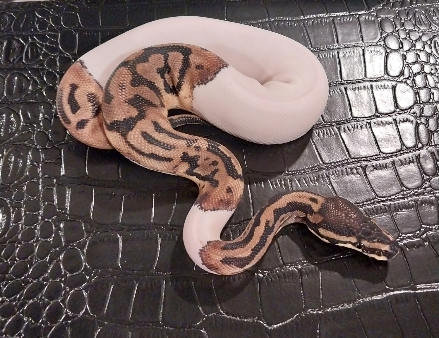 Acid Pastel Pied Ball Python by Young Reptile Company - MorphMarket