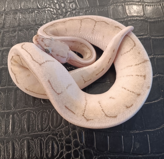 Woma Pastel Lesser Pinstripe Ball Python by Young Reptile Company