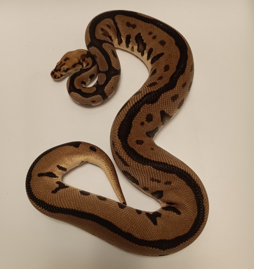 Batman Ball Python by Young Reptile Company