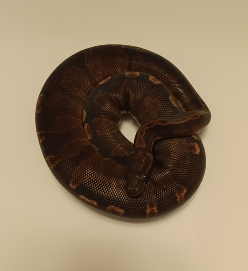 Super GHI VPI Axanthic Ball Python by Young Reptile Company