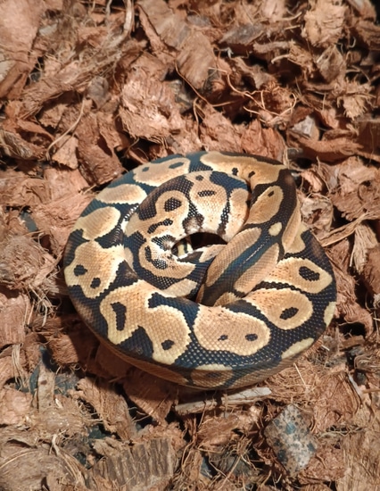 Pastel Het Sunset Ball Python by Young Reptile Company