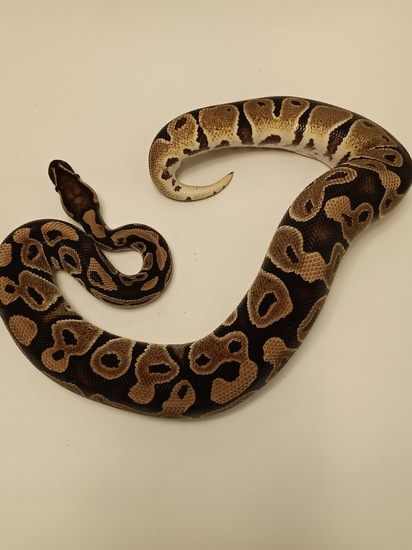 1.1 Triple Het Hypo Clown VPI Axanthic Ball Python by Young Reptile Company