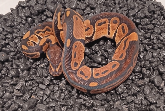 Orange Dream Black Pastel 66% Het Sunset Ball Python by Young Reptile ...