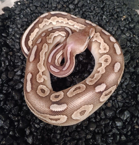 Cinnamon Pastel Lesser Het Hypo Ball Python by Young Reptile Company