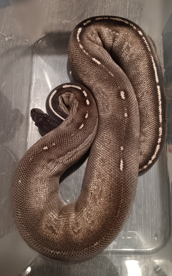 Super Black Head Mojave Red Gene A++ Quality Ball Python by Young ...