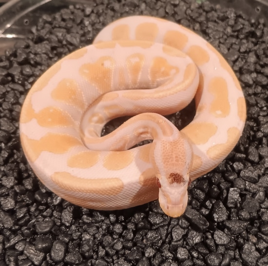 Lavender Albino Paradox Ball Python by Young Reptile Company