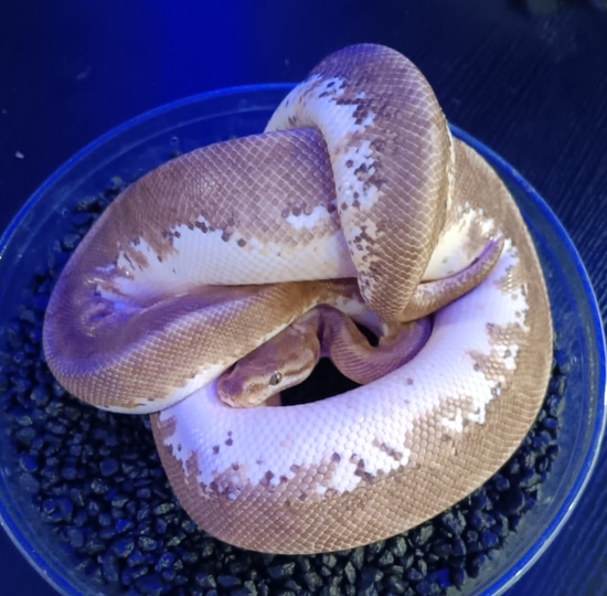 Sunset Spider Fire Calico Ball Python by Young Reptile Company