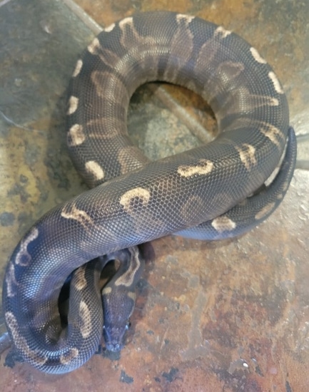 Super GHI Vpi Axanthic Ball Python by Young Reptile Company