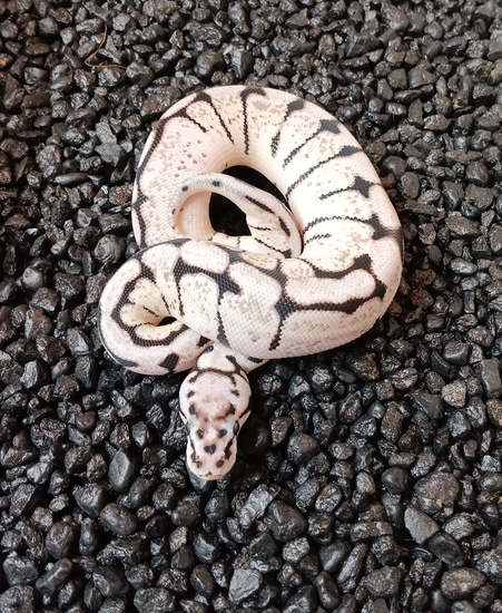 Firefly Vpi Axanthic Spider Ball Python by Young Reptile Company