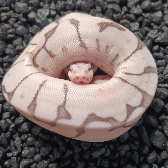 Firefly Spider Vpi Axanthic Pos Het Hypo Ball Python by Young Reptile ...