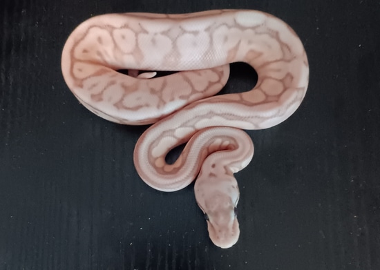 Banana Cinnamon Bumblebee Het Puzzle Ball Python by Young Reptile Company