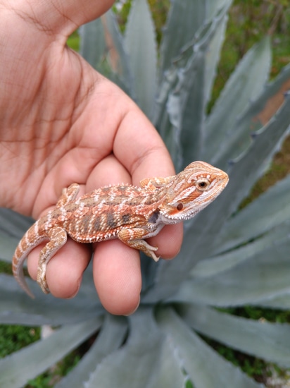 Hypo Blue Bar Bearded Dragon Central Bearded Dragon by Young Reptile ...