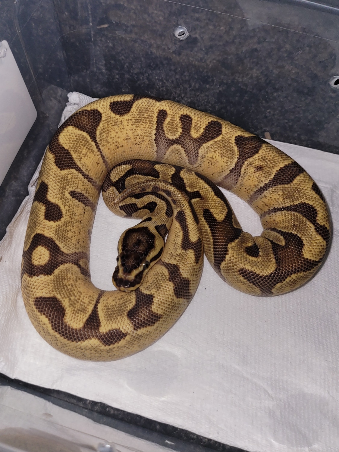 Enchi Fire Ball Python by Morph Fiends - MorphMarket