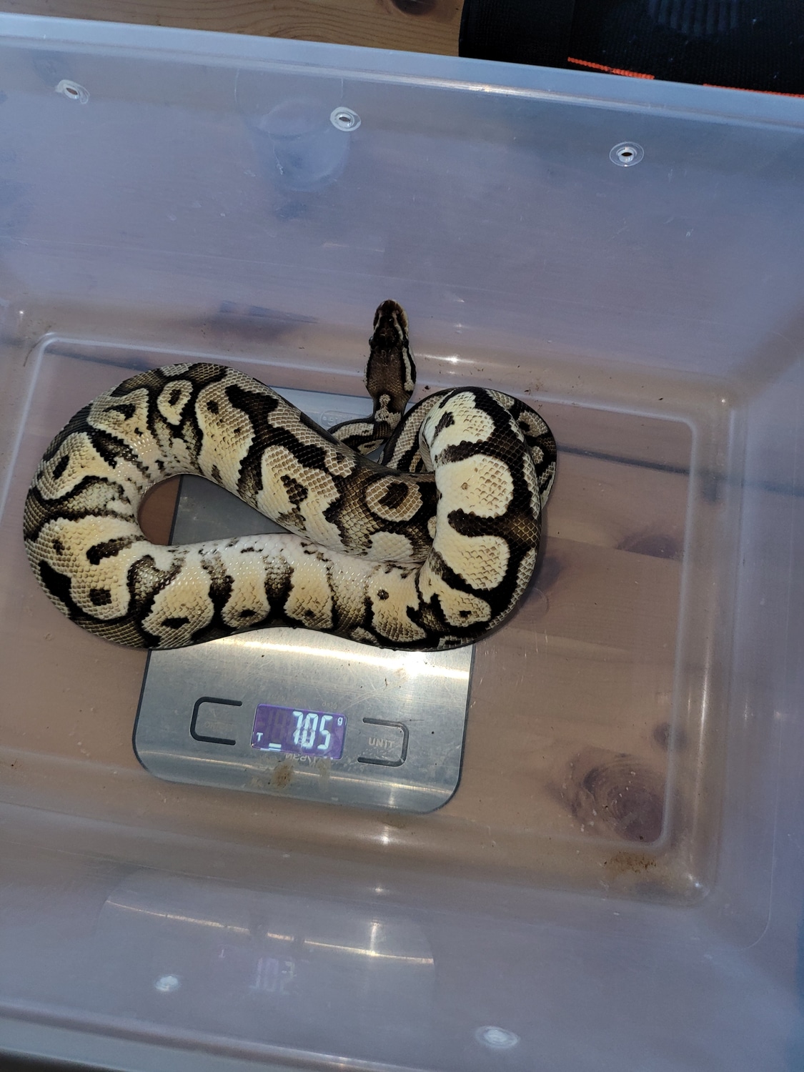 Female Pastel Yellow Belly Or Gravel Ball Python by Morph Fiends ...