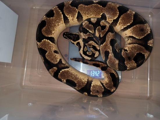 Pastel Enchi Yellow Belly Or Gravel Ball Python by Morph Fiends
