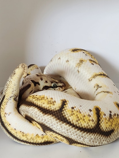 Spider Calico Het Ghost 50%het Tsk Axantic Ball Python by Morph Fiends
