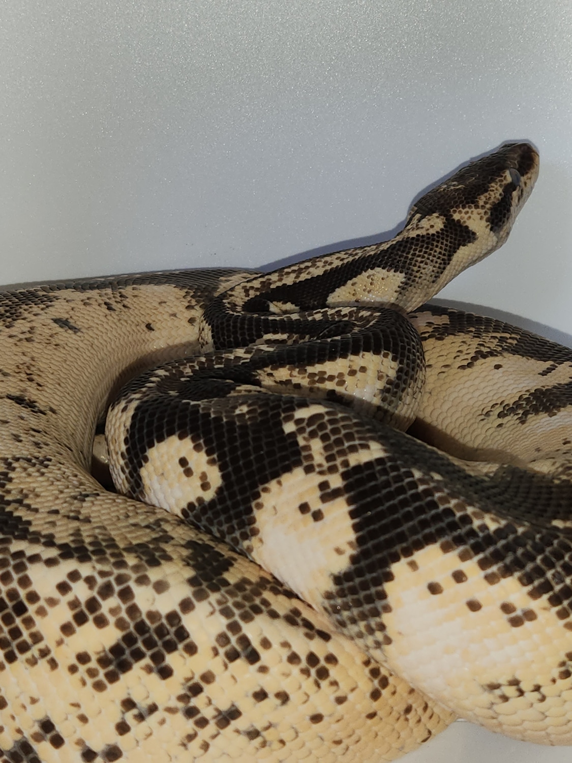 Super Pastel Sugar Enchi Pos Het Tsk Axantic Pos Het Pied Ball Python ...