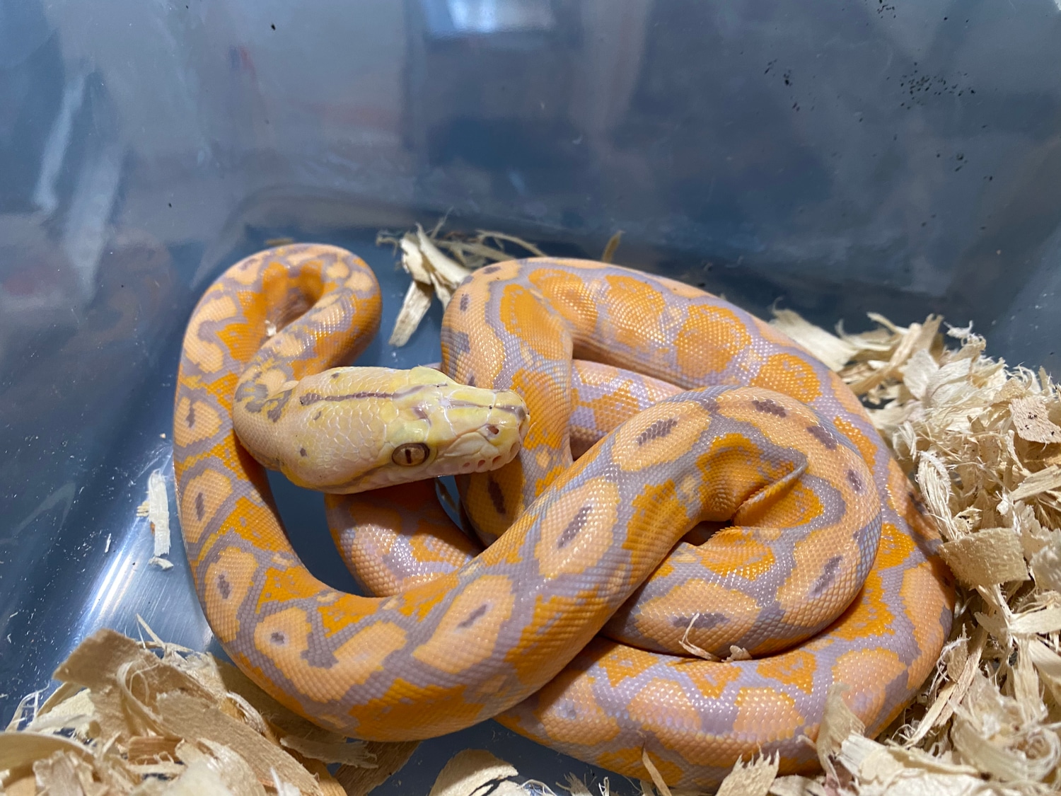 Female Purple Motley Reticulated Python by TKconstrictors - MorphMarket