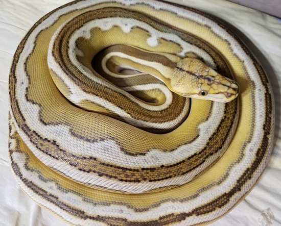 Motley Tiger Phantom Het Purple Reticulated Python by TKconstrictors