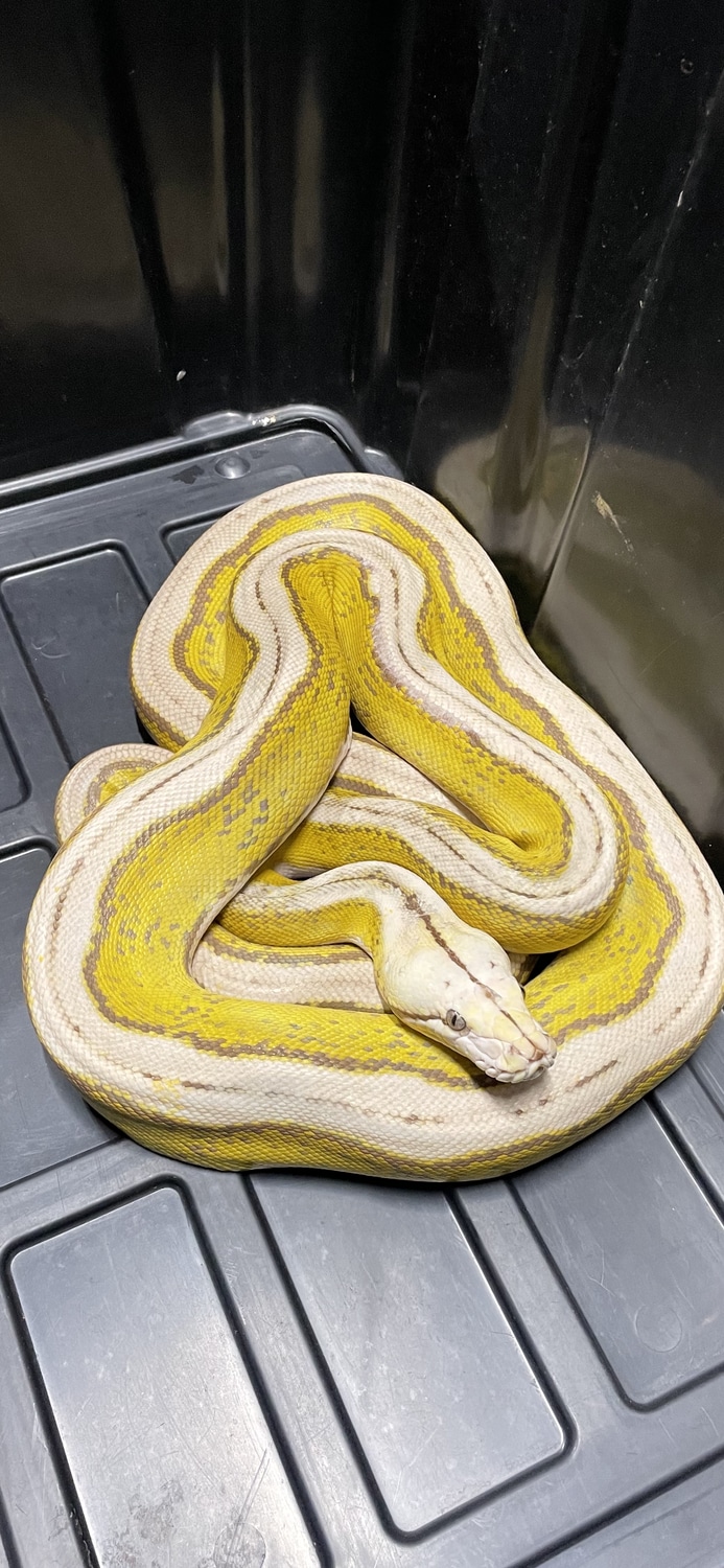 Mochino Motley Tiger (8 Foot Male) Reticulated Python by TKconstrictors ...