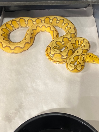 Orange Glow Sunfire Reticulated Python by TKconstrictors