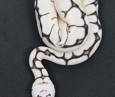 VPI Axanthic Bumble Bee Clown Ball Python by Donato Signore - MorphMarket