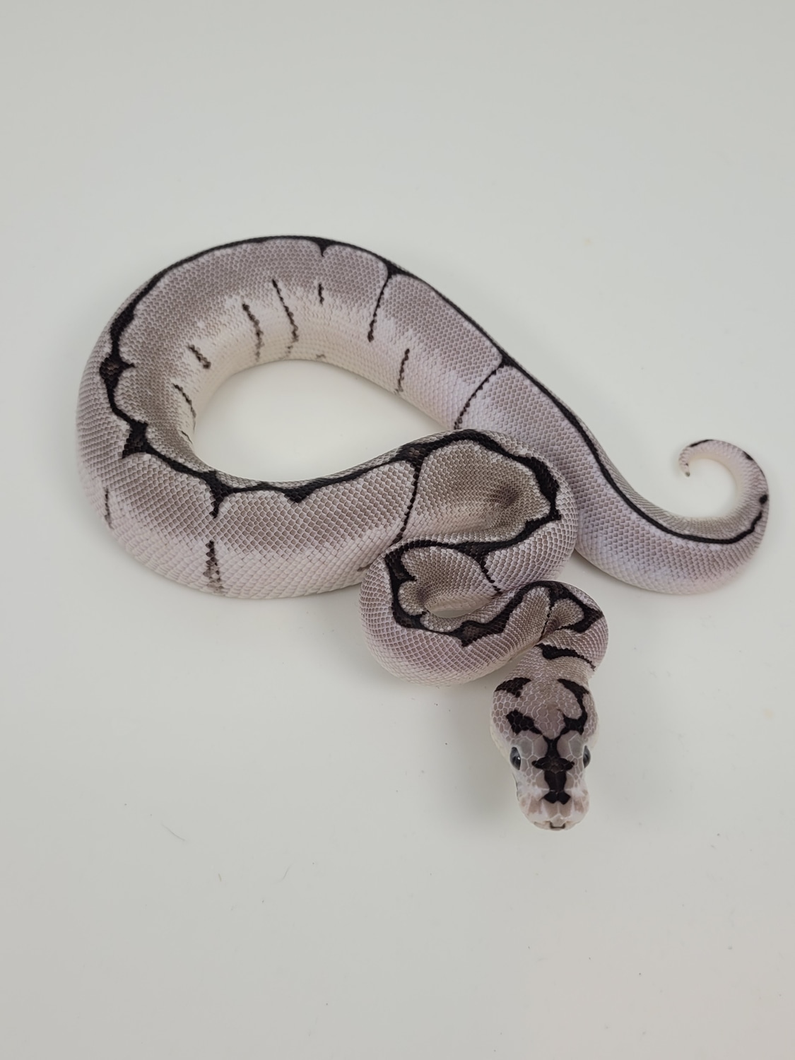 VPI Axanthic Spider Clown Ball Python by Donato Signore - MorphMarket