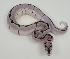 VPI Axanthic Spider Clown Ball Python by Donato Signore - MorphMarket