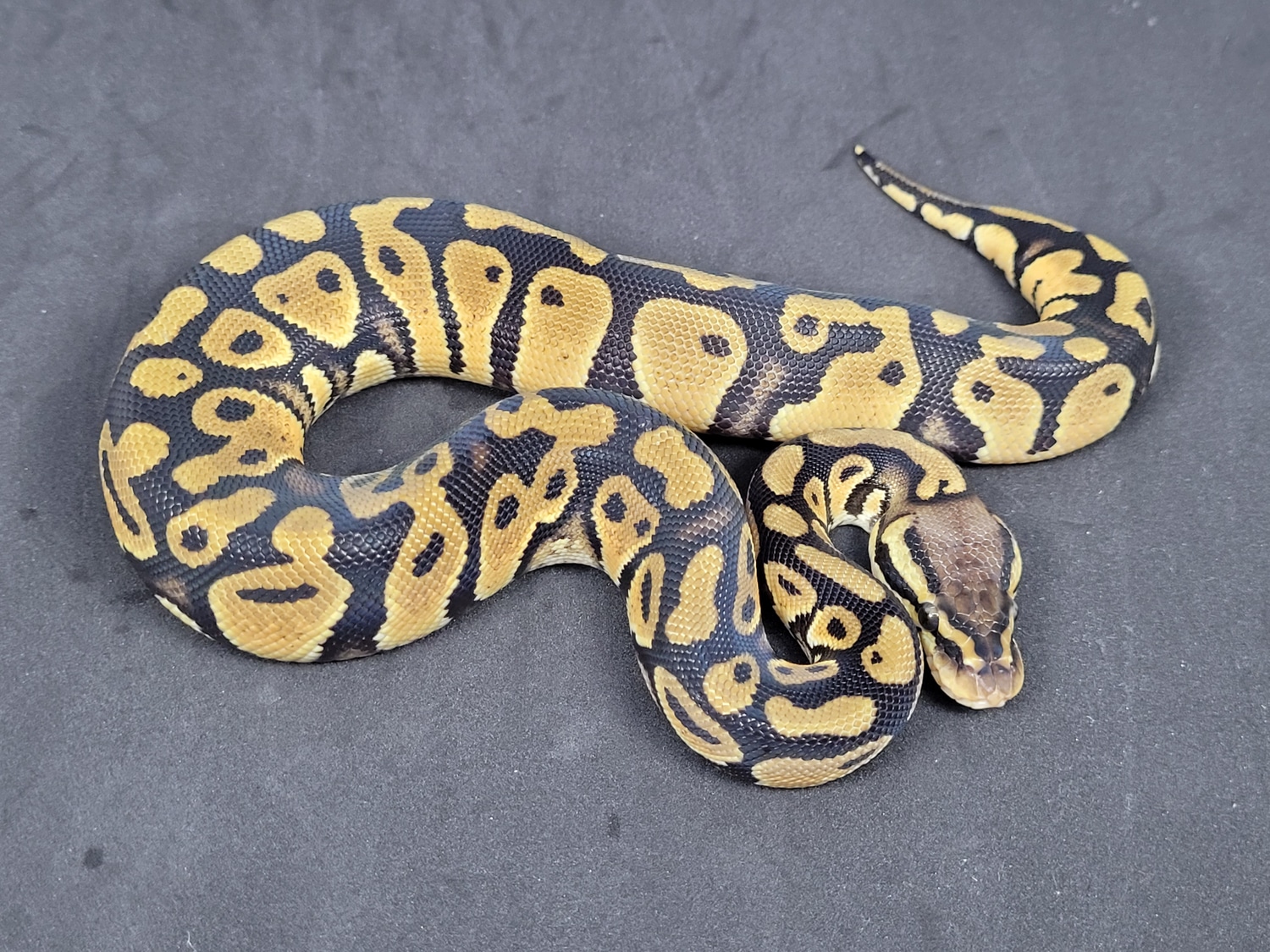 Pastel Double Het. Black Axanthic Clown Ball Python by Donato Signore ...