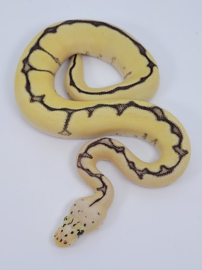 Desert Ghost Clown Bumble Bee Ball Python by Blind Mice Reptiles