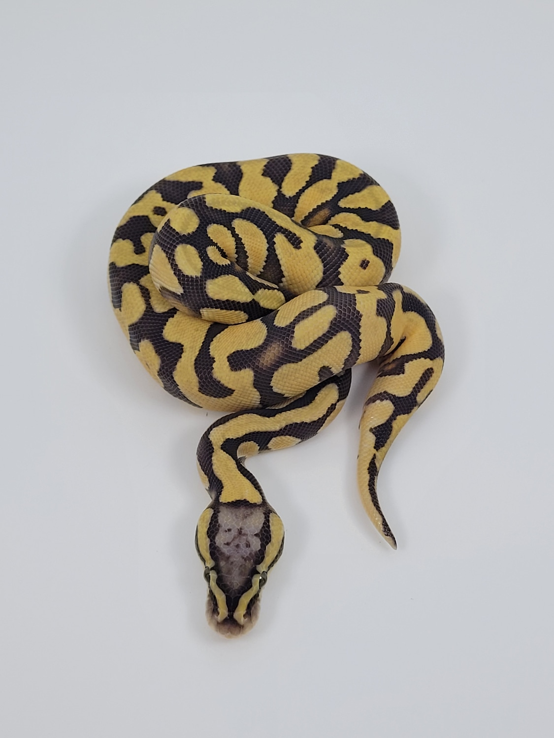 Enchi Pastel Desert Ghost 100% Het Clown Ball Python by Donato Signore ...