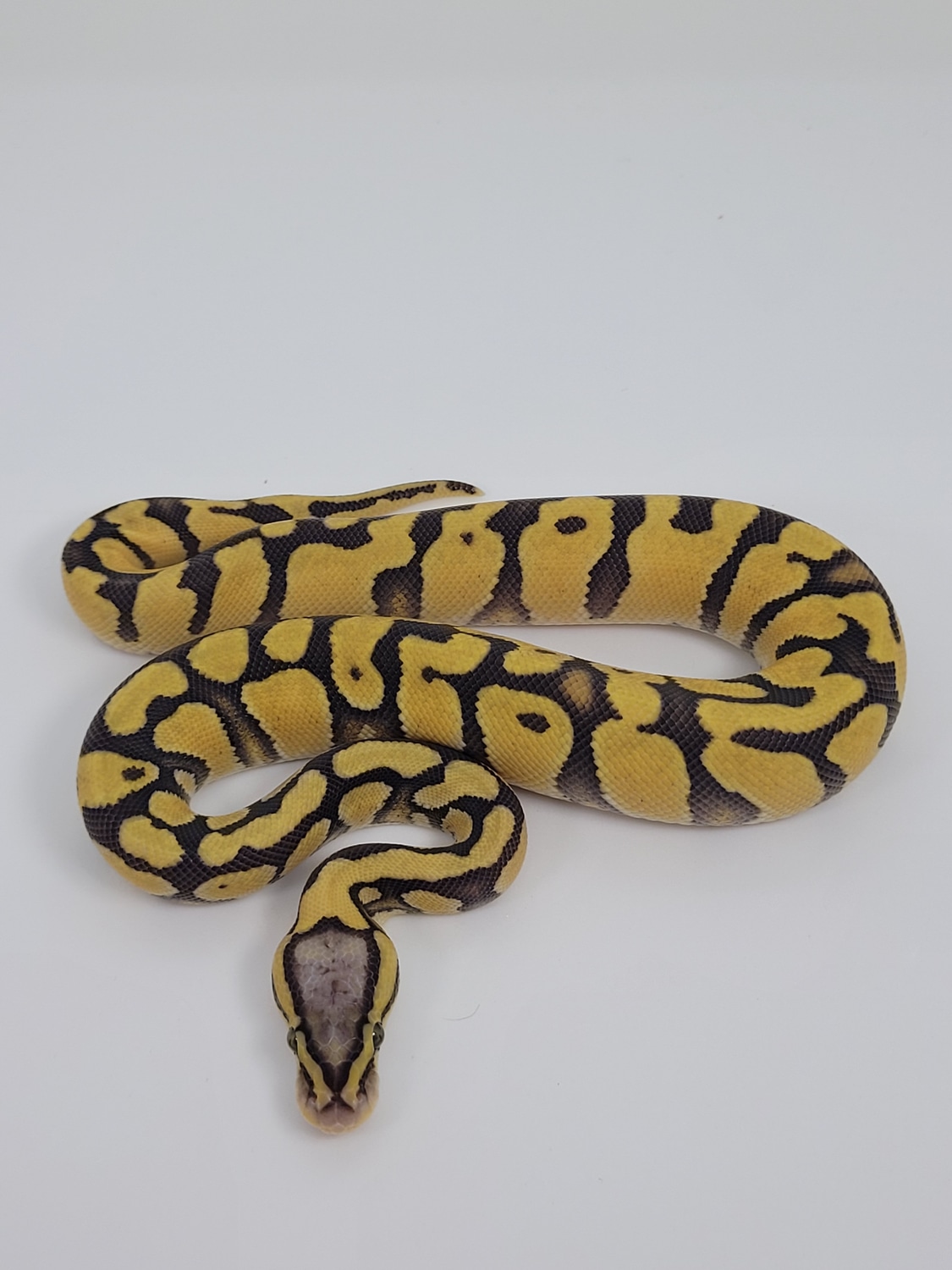 Enchi Pastel Desert Ghost 100% Het Clown. 50% Het Hypo Ball Python by ...