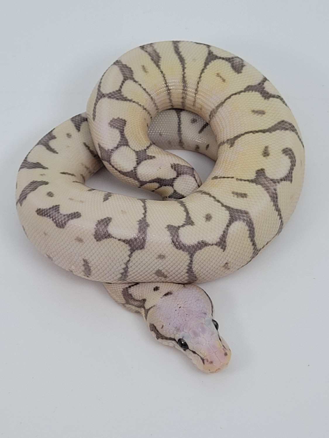 Desert Ghost Killerbee Fire Pos. Het Hypo Ball Python by Donato Signore ...