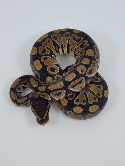 100% Double Het Black Axanthic Clown Ball Python by Blind Mice Reptiles