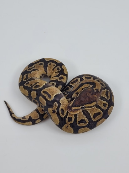 Fire 100% Double Het Black Axanthic (Tsk) Clown Ball Python by Blind ...