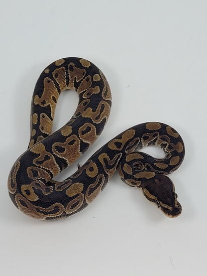 100% Double Het Black Axanthic Clown Ball Python by Donato Signore