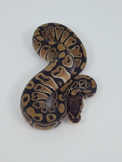 100% Double Het Black Axanthic (Tsk) Clown Ball Python by Blind Mice ...