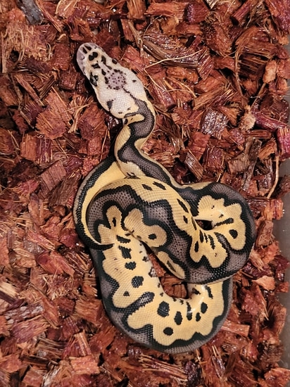 Pastel Leopard Clown Male Ball Python by Blind Mice Reptiles