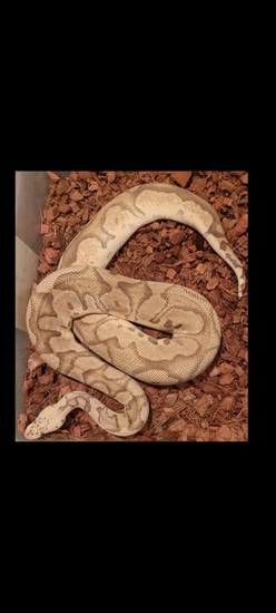 Firefly Clown Proven Breeder Ball Python by Blind Mice Reptiles