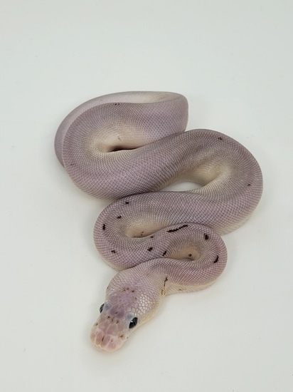 Vpi Axanthic Fire Spinner Clown Ball Python by Blind Mice Reptiles