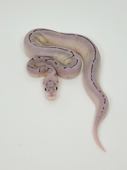 Vpi Axanthic Spinner Clown Female Ball Python by Blind Mice Reptiles
