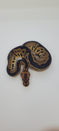 Leopard Clown 100% Dh Desert Ghost Hypo Ball Python by Blind Mice Reptiles