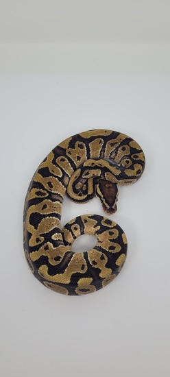 Fire 100% Dh Black Axanthic (Tsk) Clown Ball Python by Blind Mice Reptiles