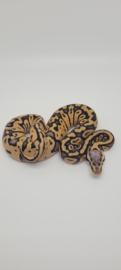 Nr Mandarin Super Pastel Het Clown Ball Python by Blind Mice Reptiles